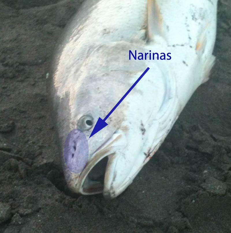 Club de pesca Stella Maris | Los sentidos de los peces