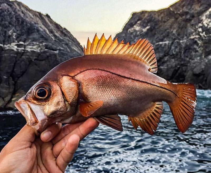 Club de pesca Stella Maris | Los sentidos de los peces